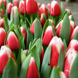 Tulpe - DUTCH DESIGN
