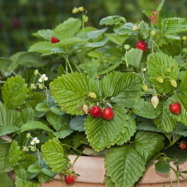 D87. Dārza zemene - Hummi Waldfee